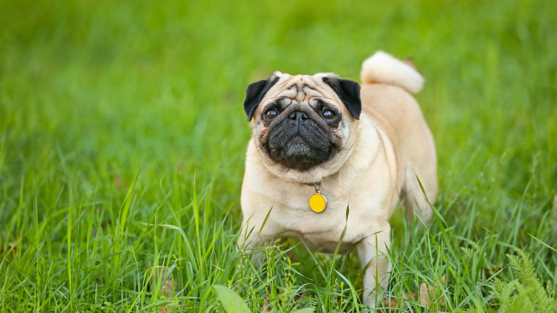 Pet Medical Insurance | Northfield Veterinary Hospital